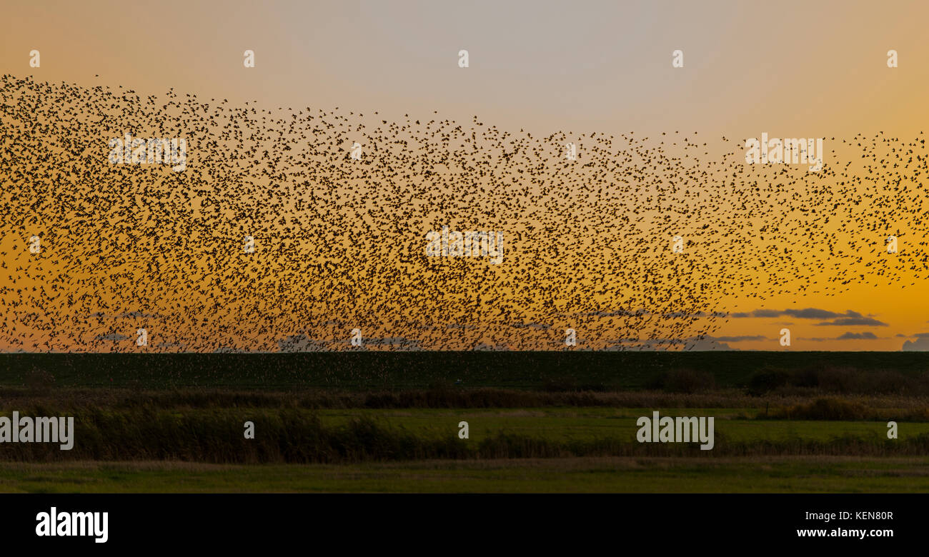 During the autumn migration from northern Europe thousands of starlings ...