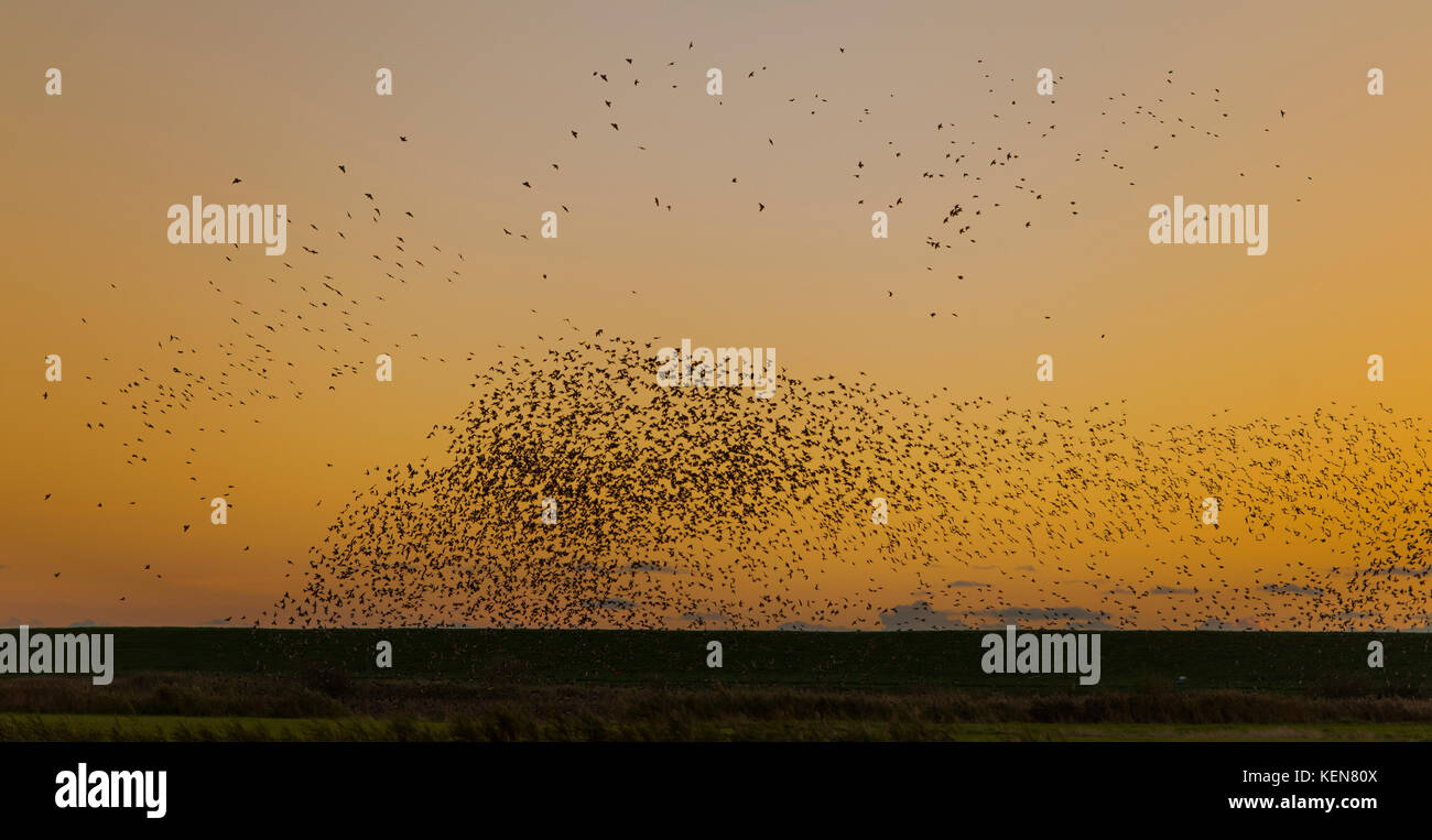 During the autumn migration from northern Europe thousands of starlings ...