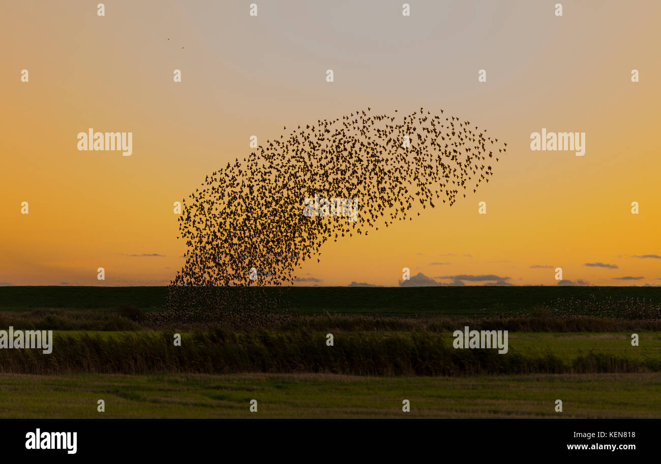 During the autumn migration from northern Europe thousands of starlings ...