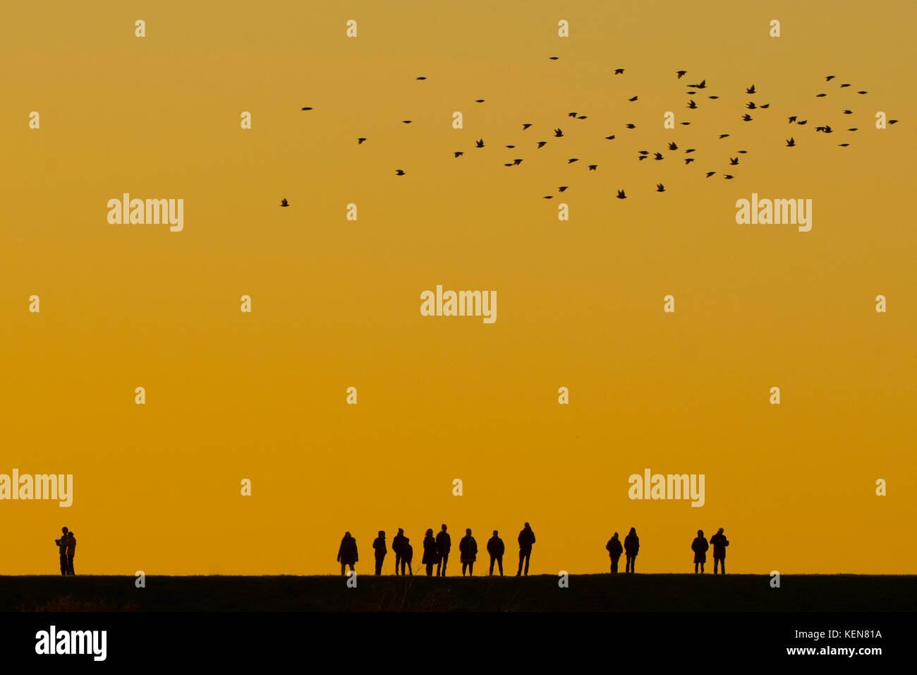 During the autumn migration from northern Europe thousands of starlings ...