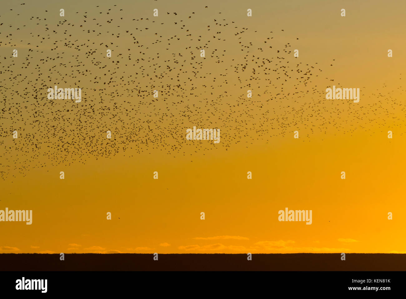 During the autumn migration from northern Europe thousands of starlings ...