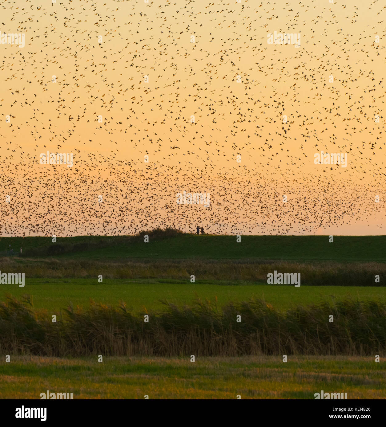 During the autumn migration from northern Europe thousands of starlings ...