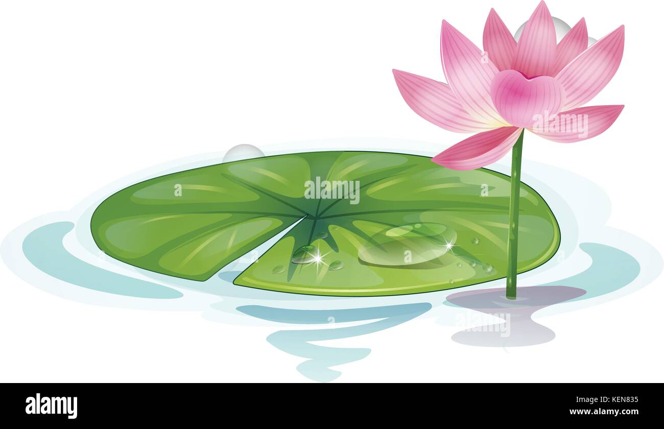 Illustration of a close up lotus Stock Vector Image & Art - Alamy