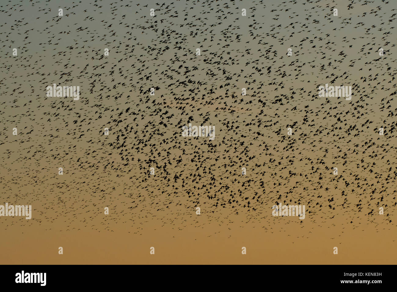 During the autumn migration from northern Europe thousands of starlings ...