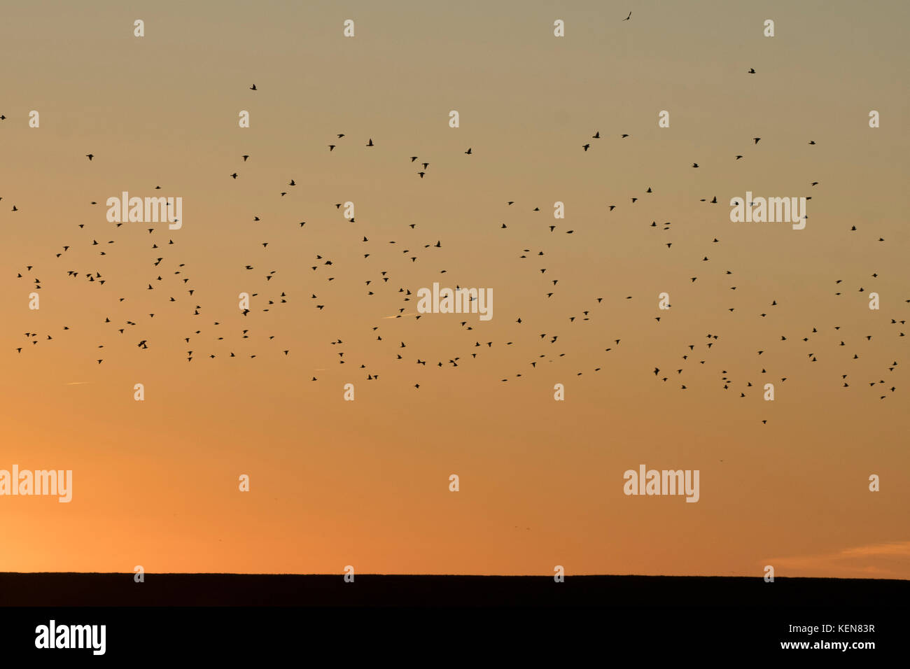 During the autumn migration from northern Europe thousands of starlings ...