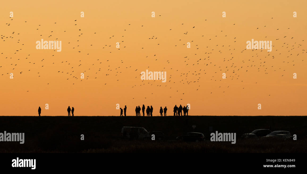 During the autumn migration from northern Europe thousands of starlings ...