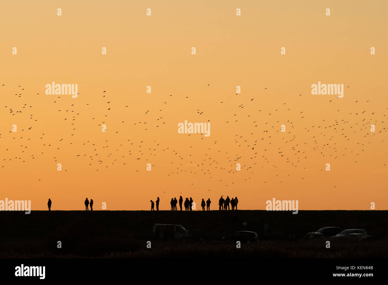 During the autumn migration from northern Europe thousands of starlings ...