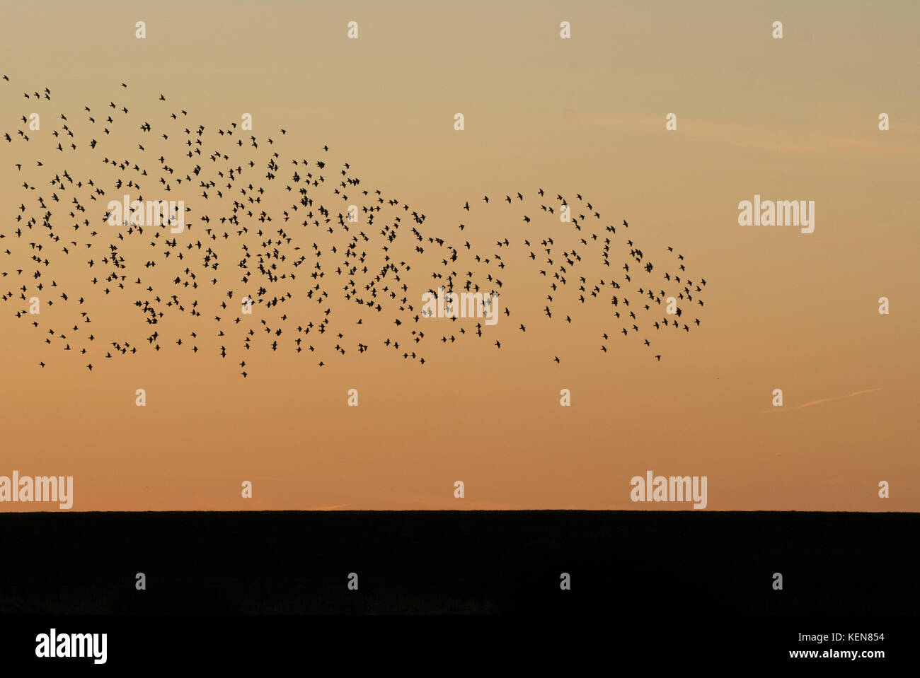 During the autumn migration from northern Europe thousands of starlings ...