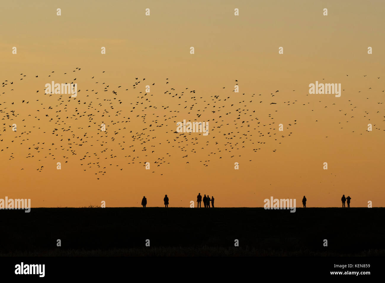 During the autumn migration from northern Europe thousands of starlings ...