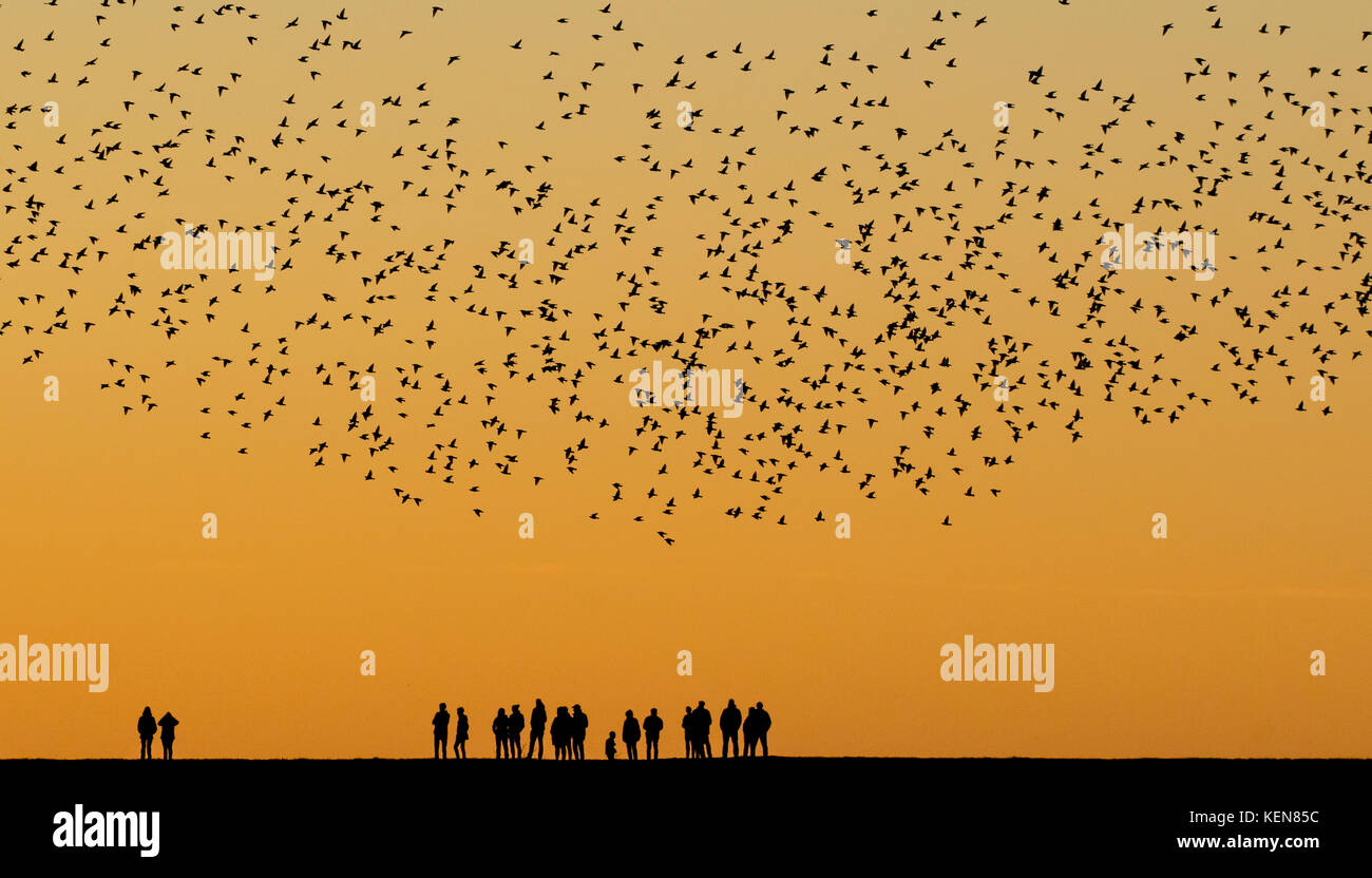 During the autumn migration from northern Europe thousands of starlings ...