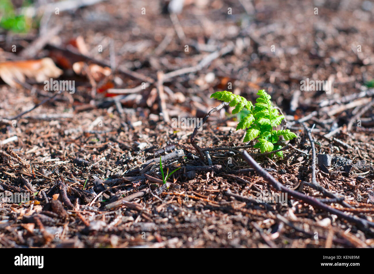 Seedling growth growing forest hi-res stock photography and images - Alamy
