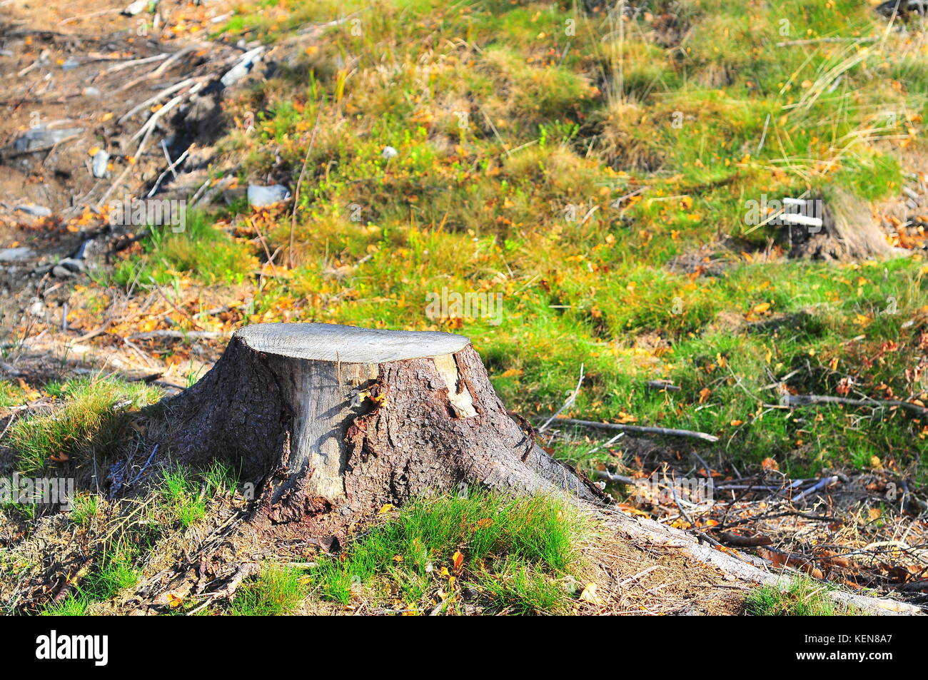 View of tree stump in forest Stock Photo - Alamy