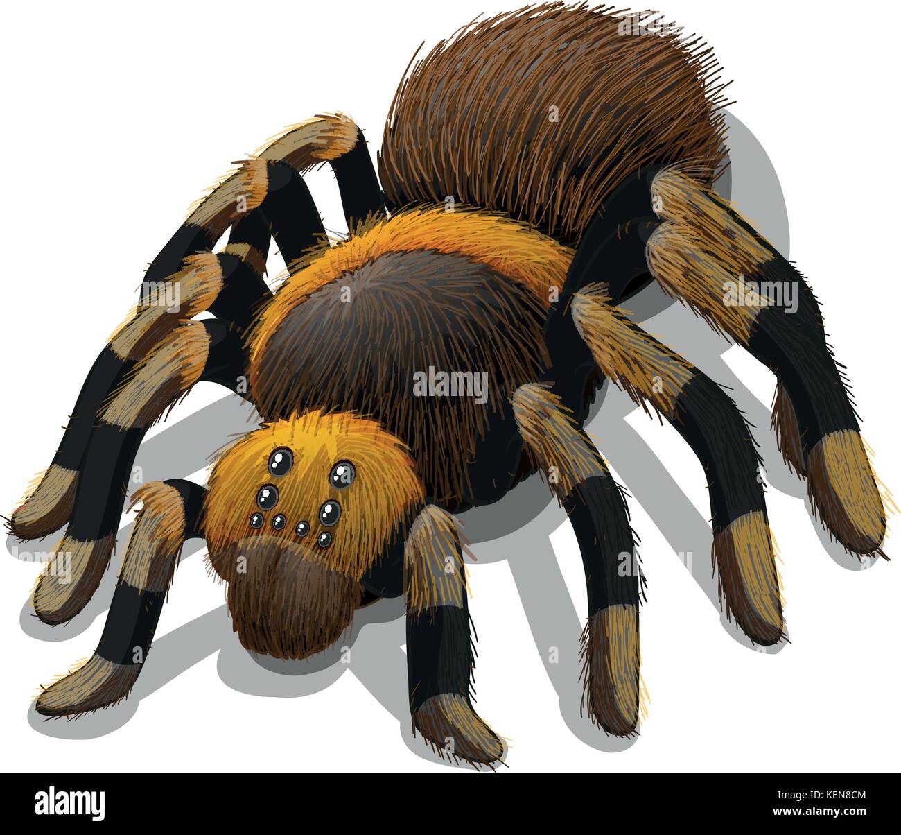 Crawling spider arachnid insect Stock Vector Images - Alamy