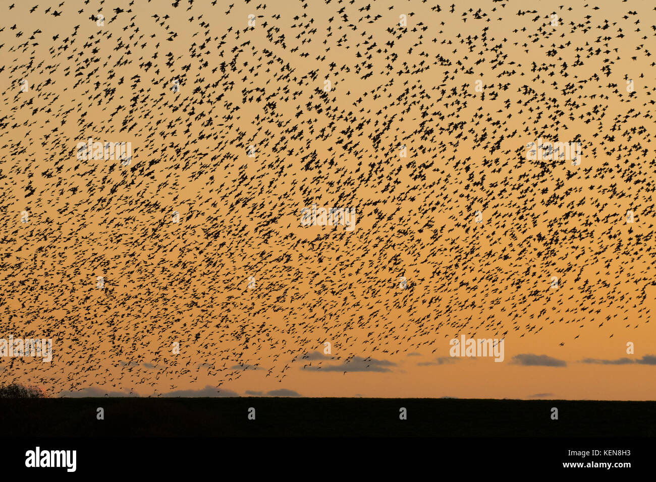 During the autumn migration from northern Europe thousands of starlings ...