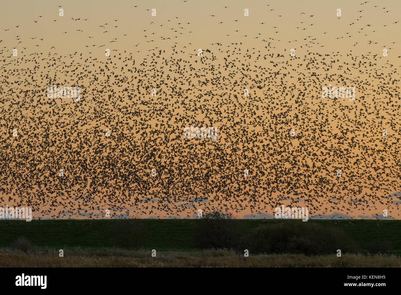 During the autumn migration from northern Europe thousands of starlings ...