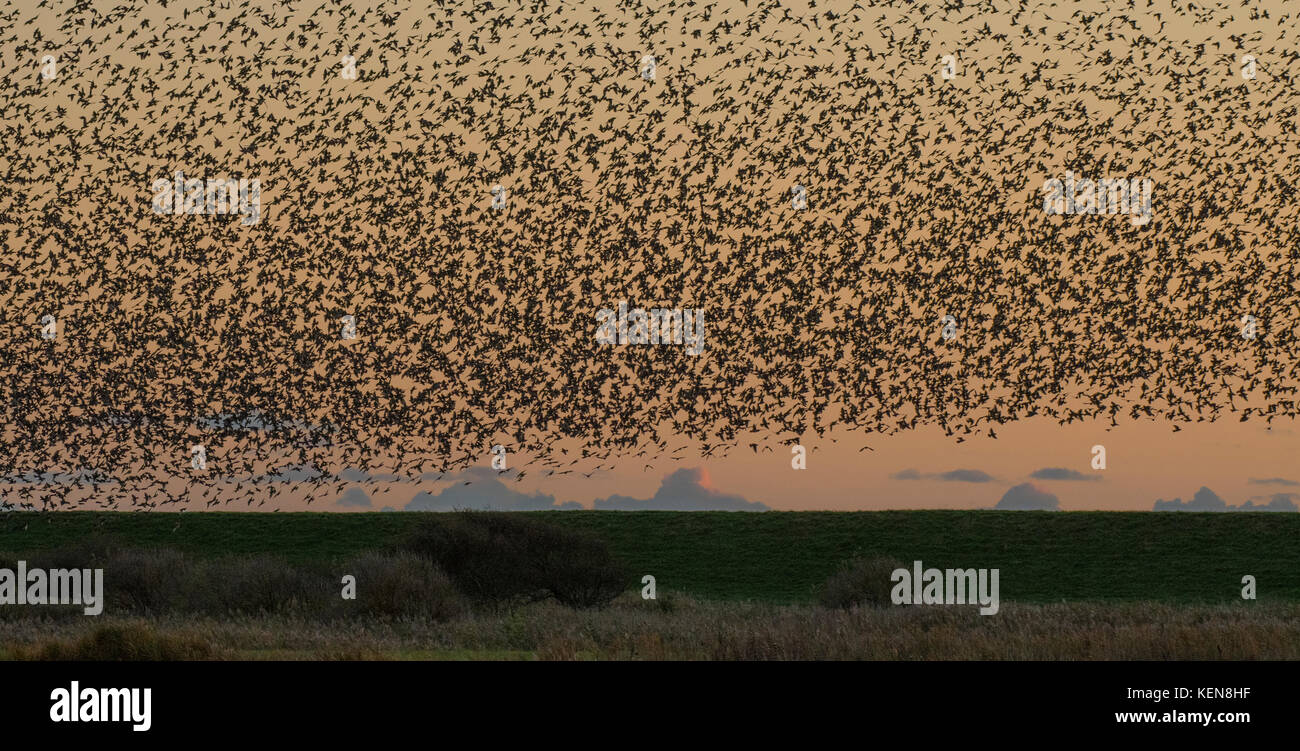 During the autumn migration from northern Europe thousands of starlings ...