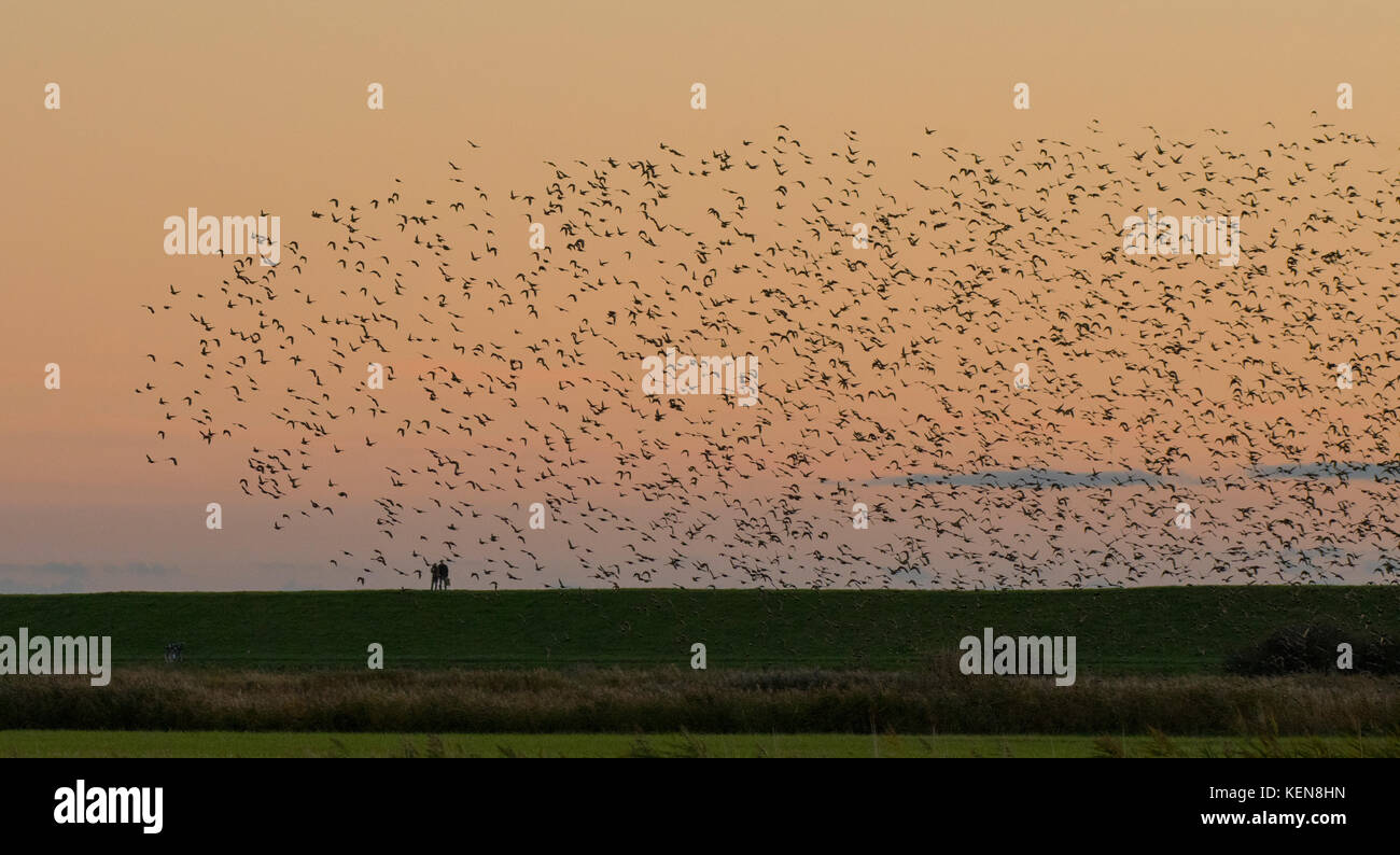 During the autumn migration from northern Europe thousands of starlings ...