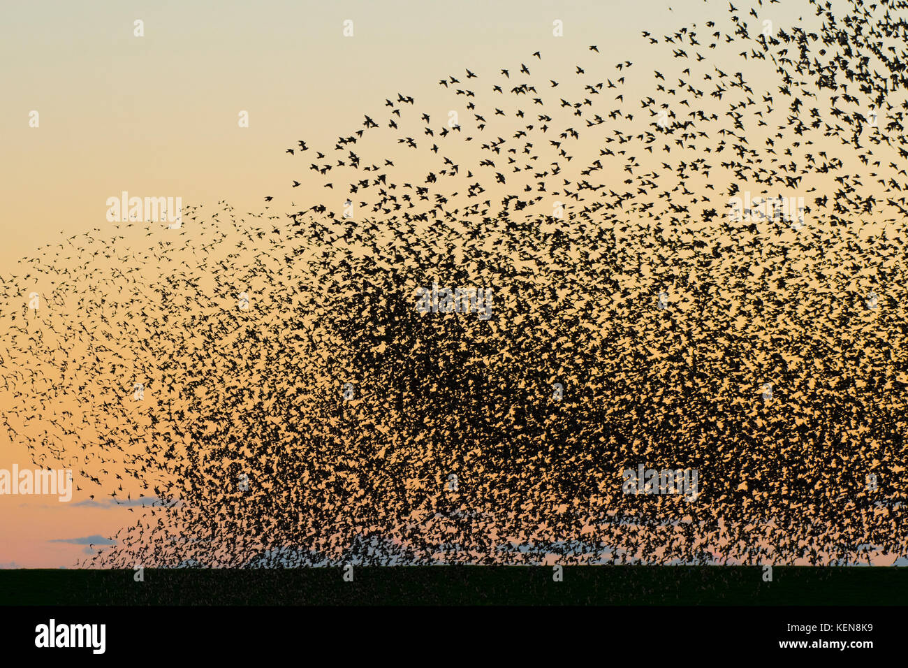 During the autumn migration from northern Europe thousands of starlings ...