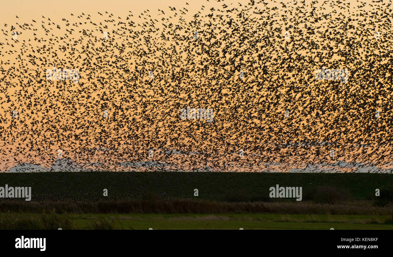 During the autumn migration from northern Europe thousands of starlings ...