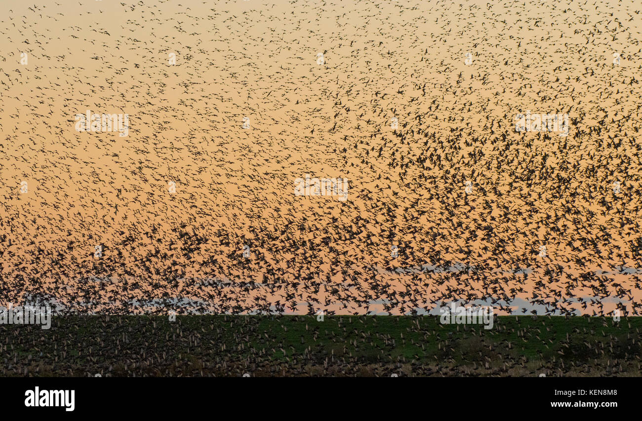 During the autumn migration from northern Europe thousands of starlings ...