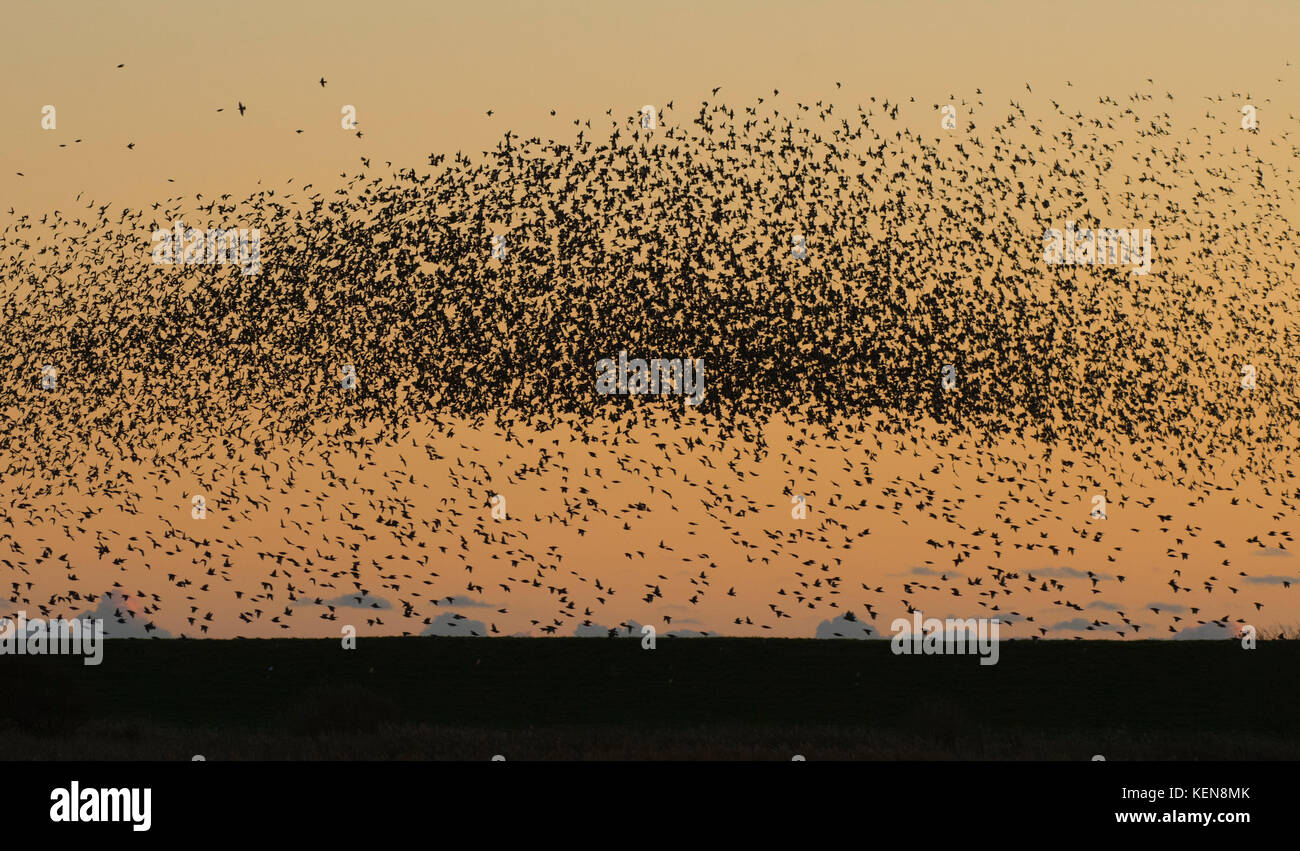 During the autumn migration from northern Europe thousands of starlings ...