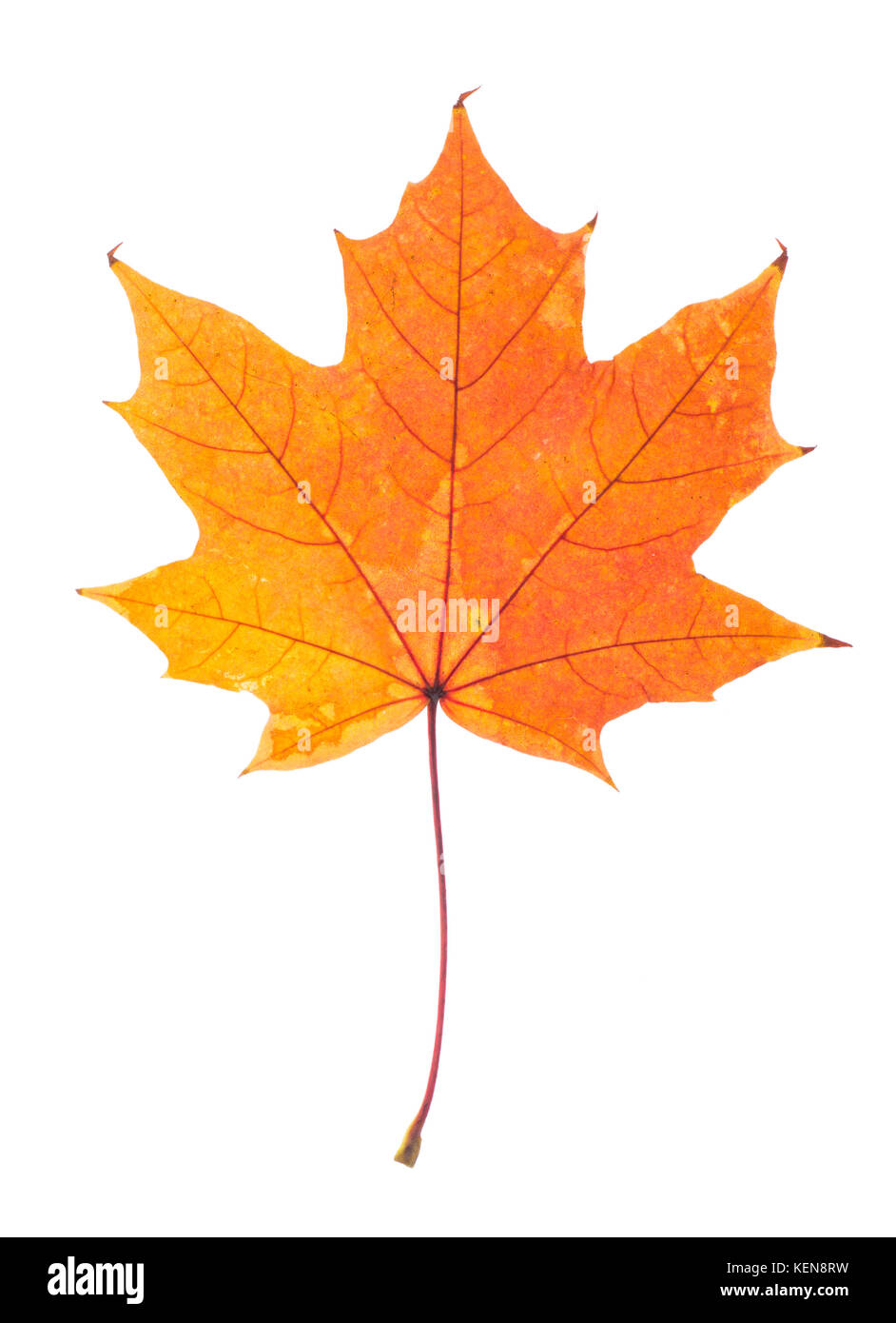 One autumn maple leaf isolated on white. Studio Photo Stock Photo - Alamy