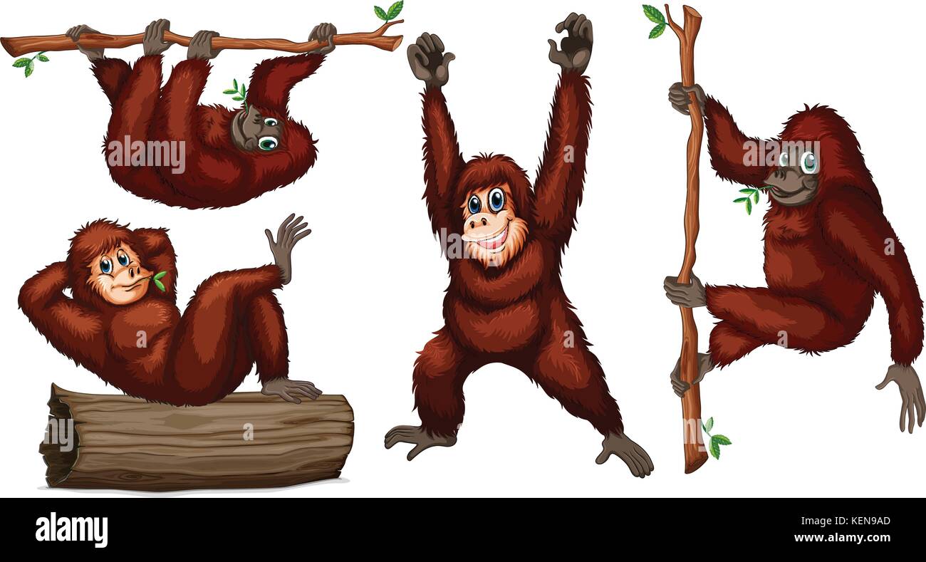 Illustration of a set of orangutans Stock Vector Image & Art - Alamy
