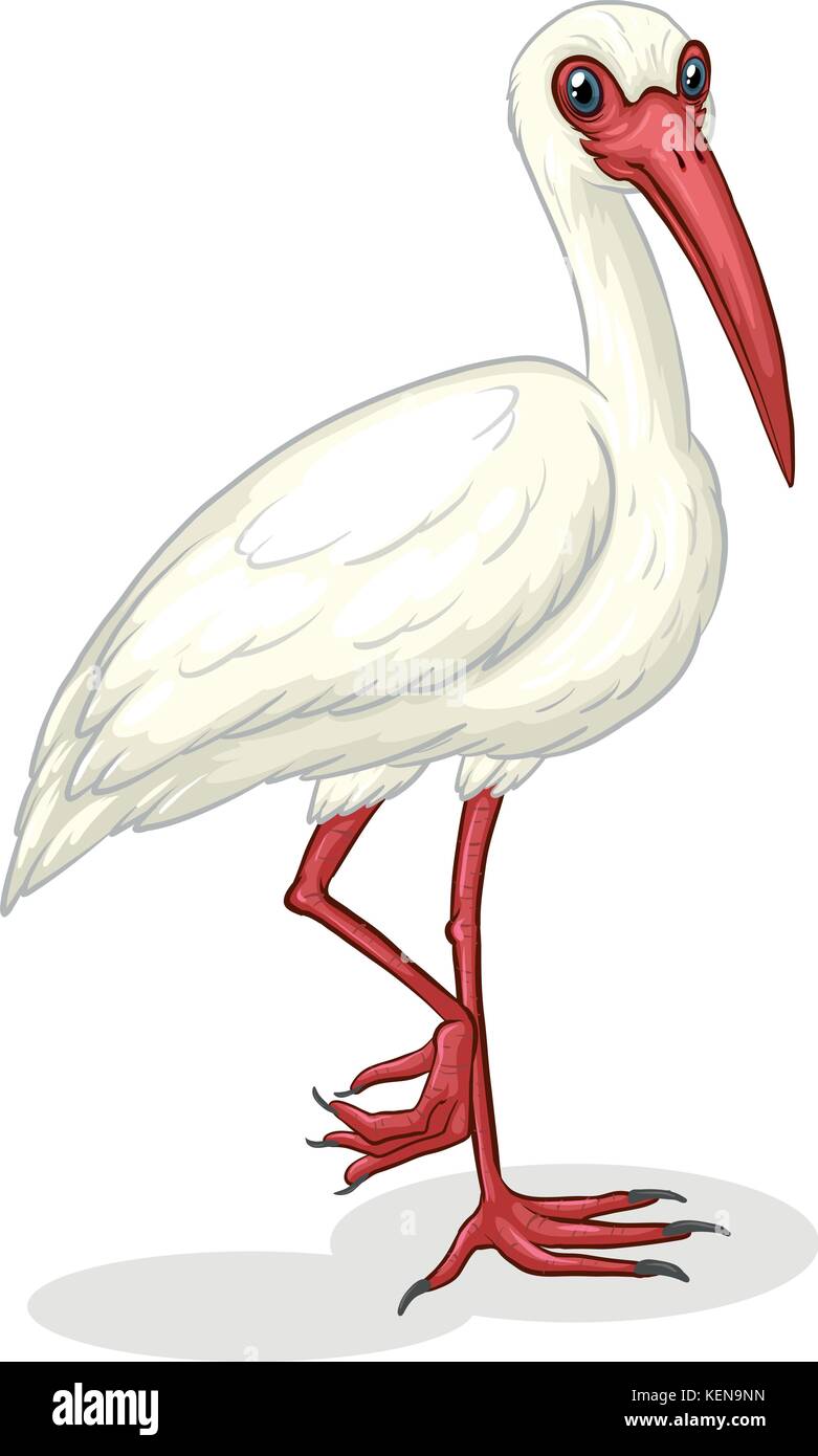 Ibis Stock Vector Images - Alamy