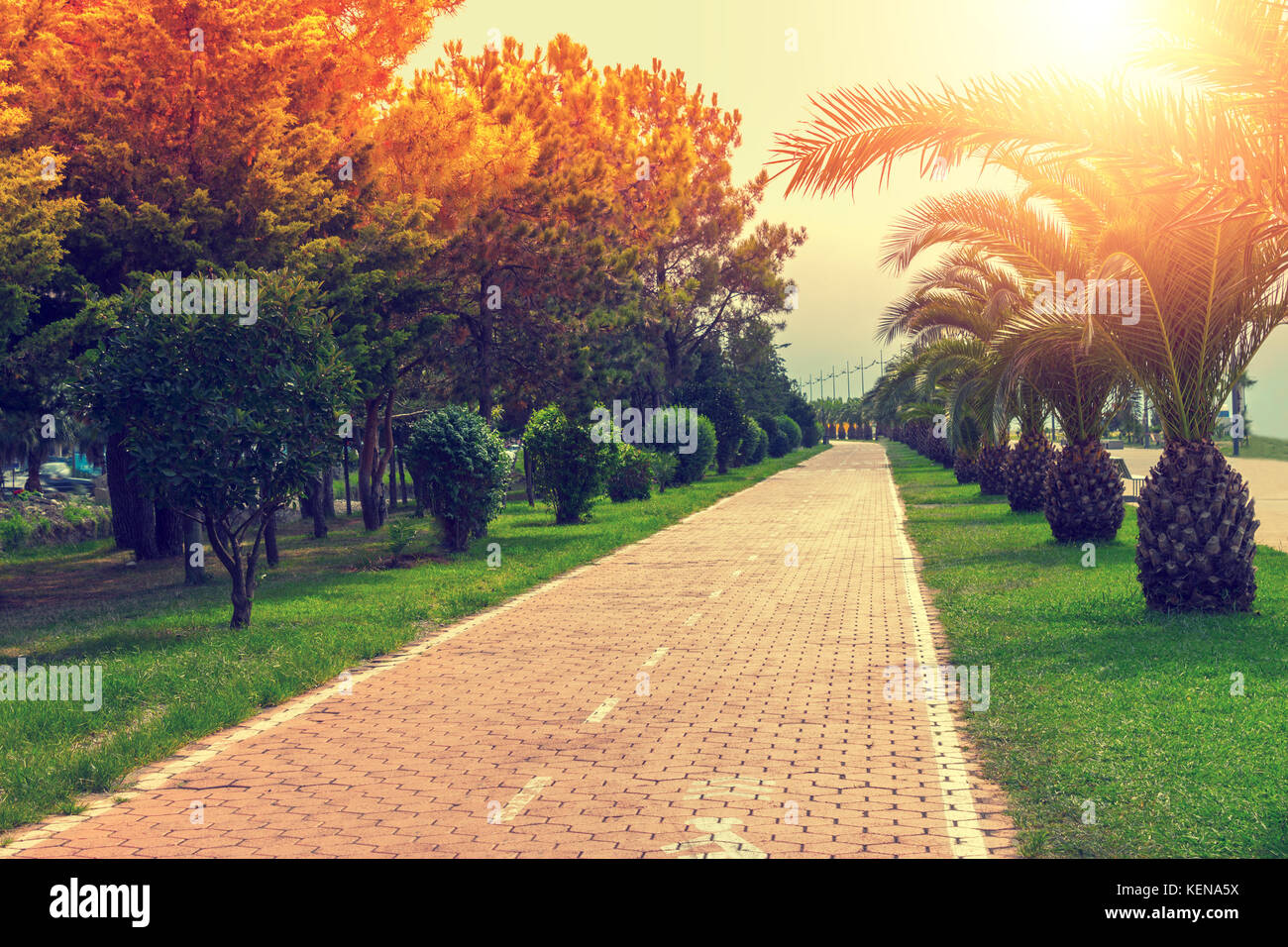 Beautiful embankment. Picturesque alley with palm trees at sunset light ...