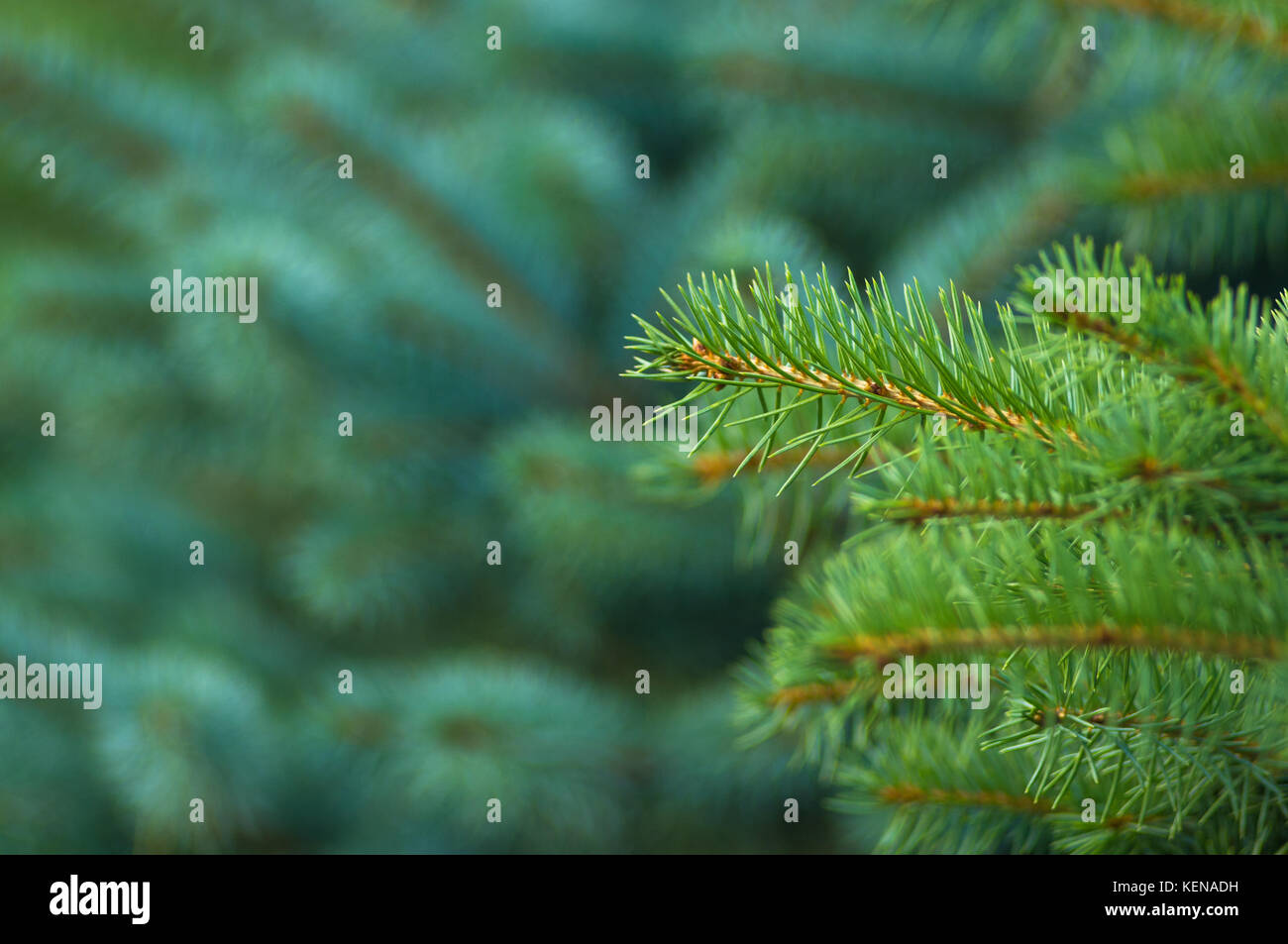 Green fluffy fir tree branch close up, Christmas wallpaper concept ...