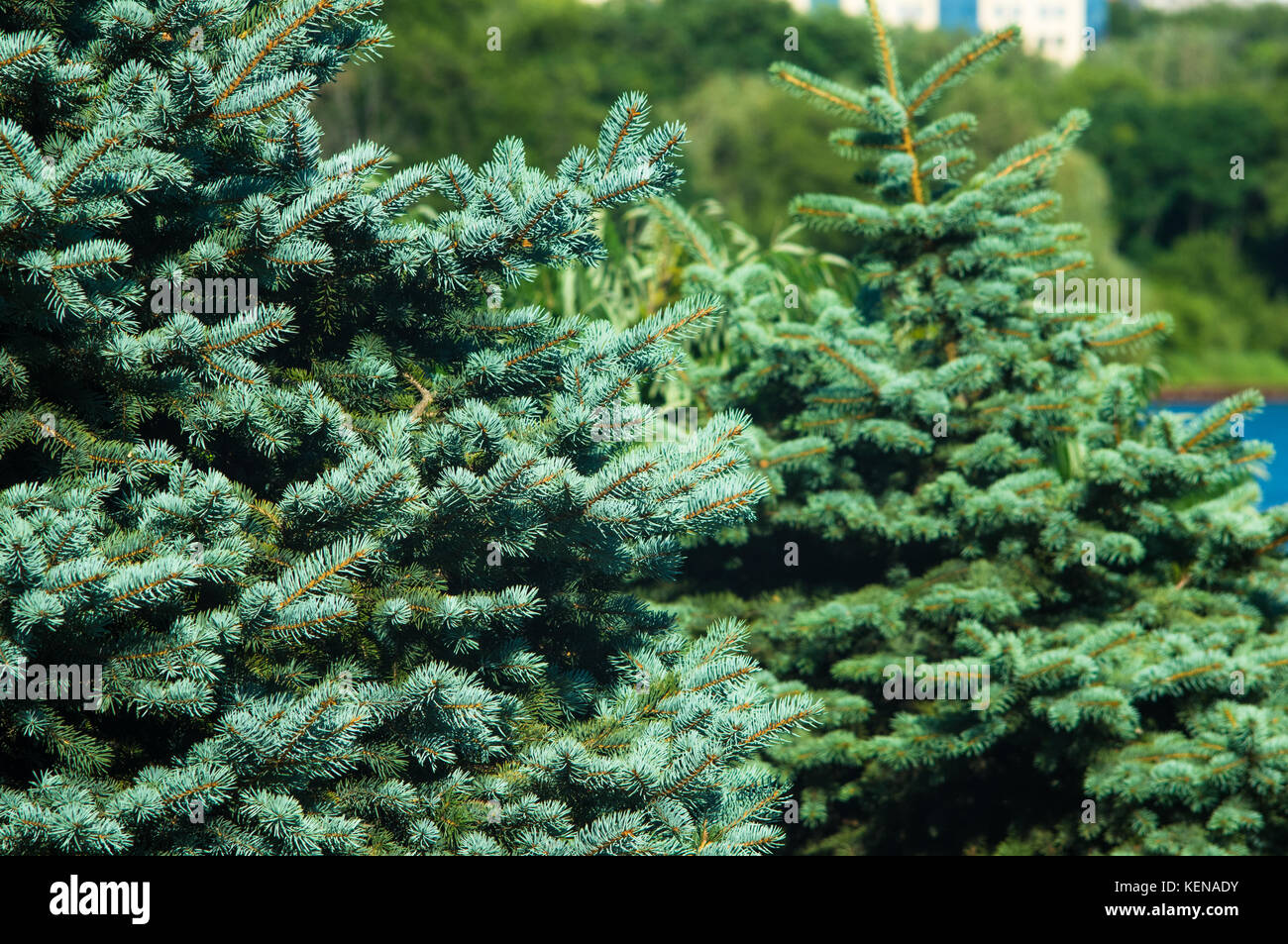 Green fluffy fir tree branch close up, Christmas wallpaper concept ...