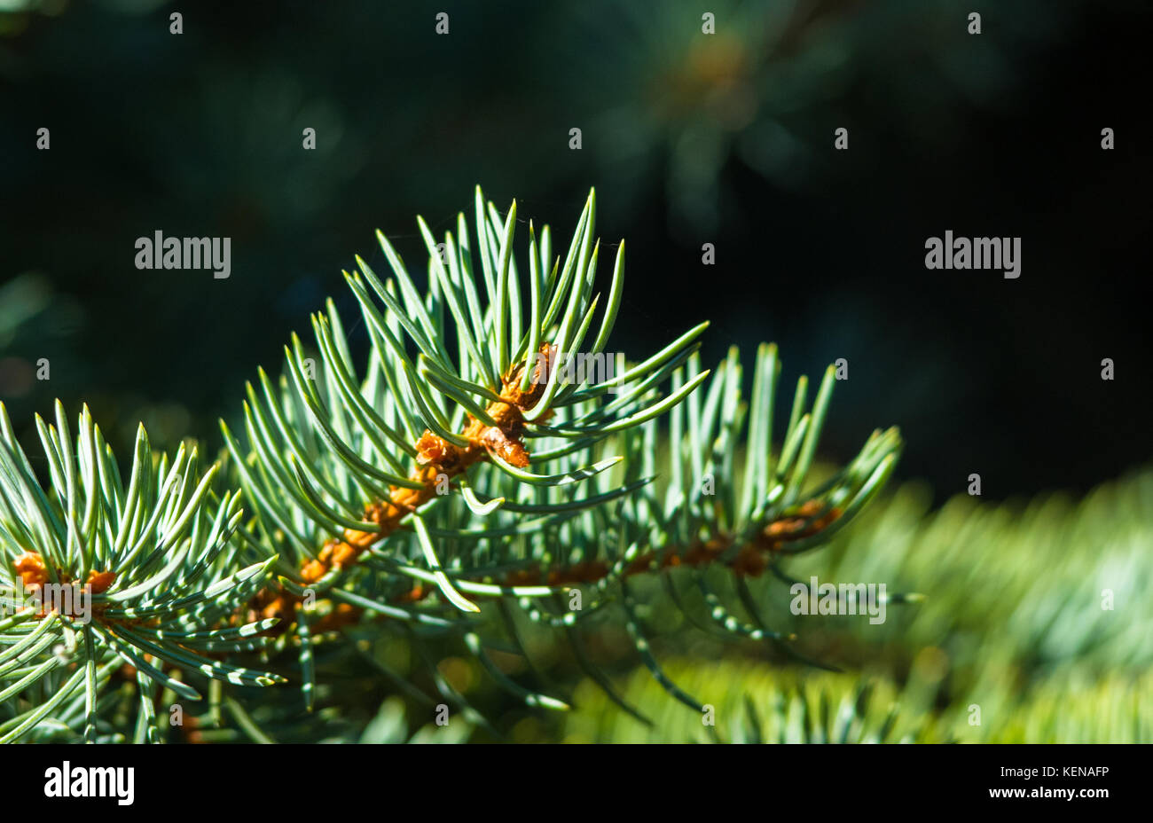 Green fluffy fir tree branch close up, Christmas wallpaper concept ...