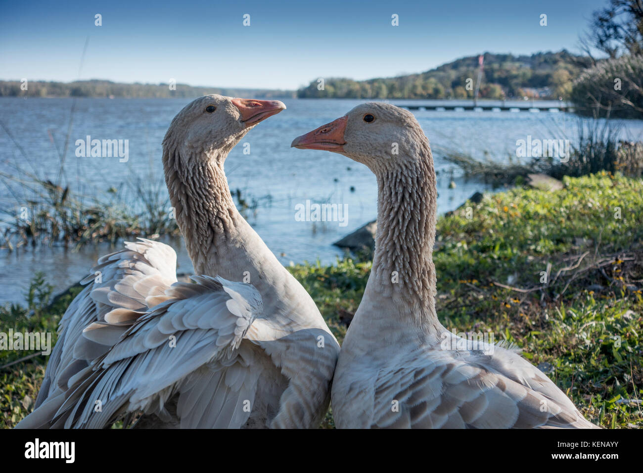 American buff geese upper Hudson River shoreline Stock Photo - Alamy