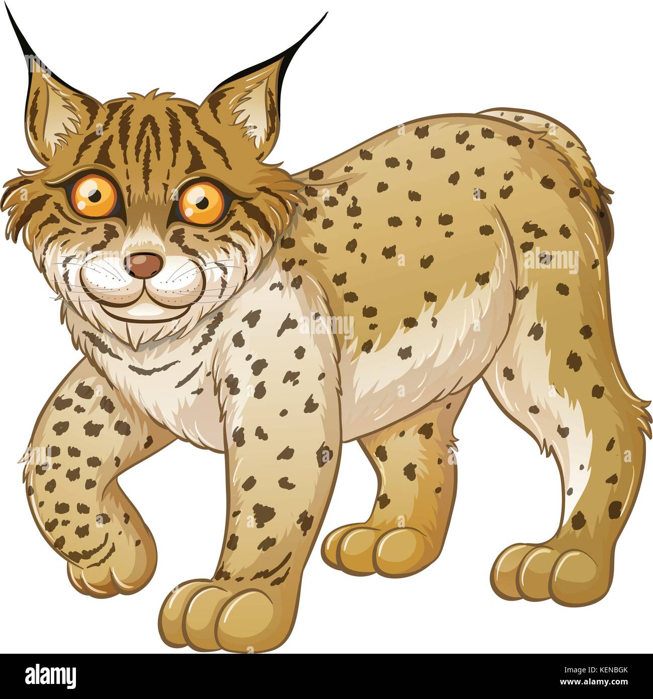 Illustration of a close up lynx Stock Vector Image & Art - Alamy