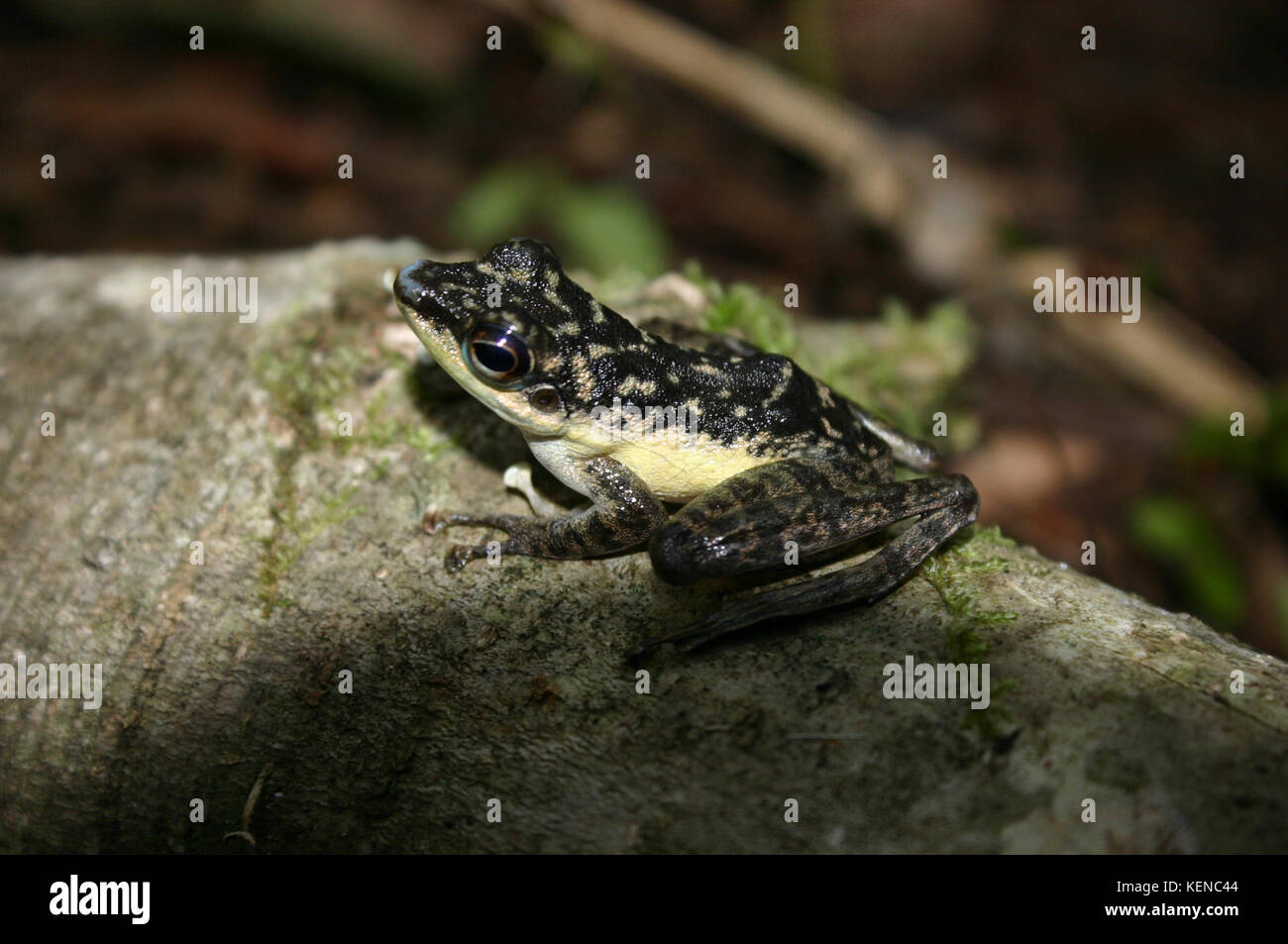 Natator hi-res stock photography and images - Alamy