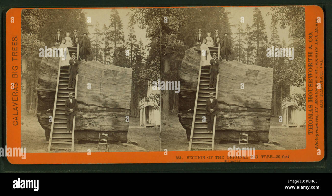 Section of the original Big Tree, 30 feet diameter, by Lawrence ...