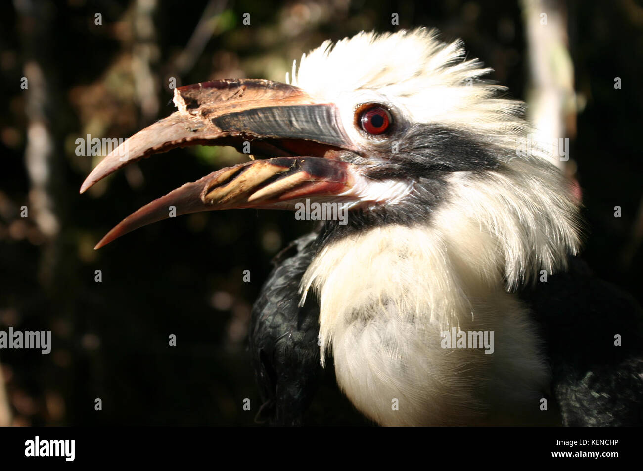 Penelopides affinis 2 Stock Photo - Alamy