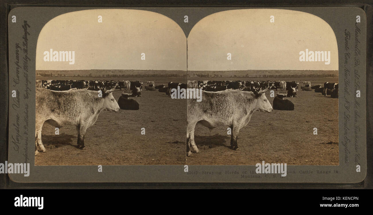 Straying herds of the great west a cattle range in Montana, U.S.A, by ...
