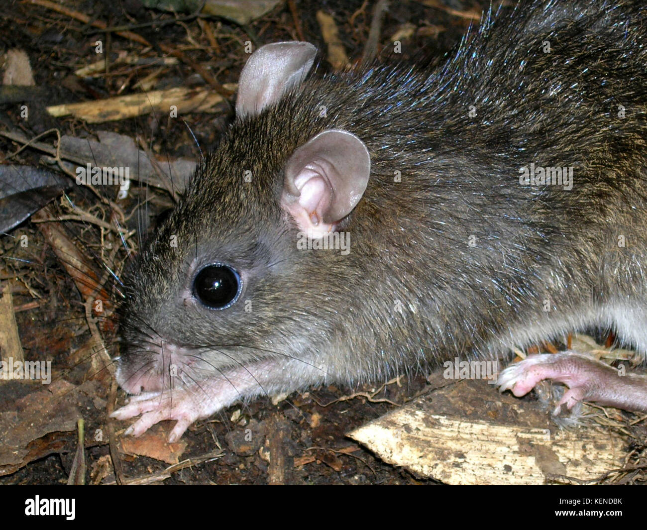Large mindanao forest rat Stock Photo - Alamy