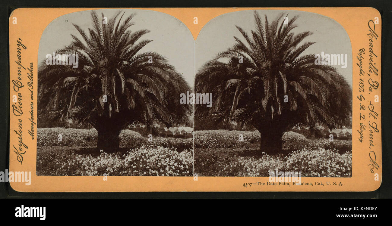 The Date Palm, Pasadena, Cal., U.S.A, by Singley, B. L. (Benjamin Lloyd ...