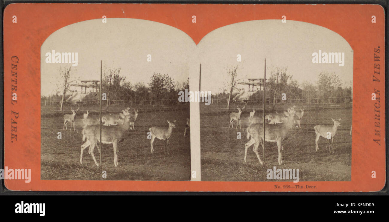 The deer, from Robert N. Dennis collection of stereoscopic views Stock ...