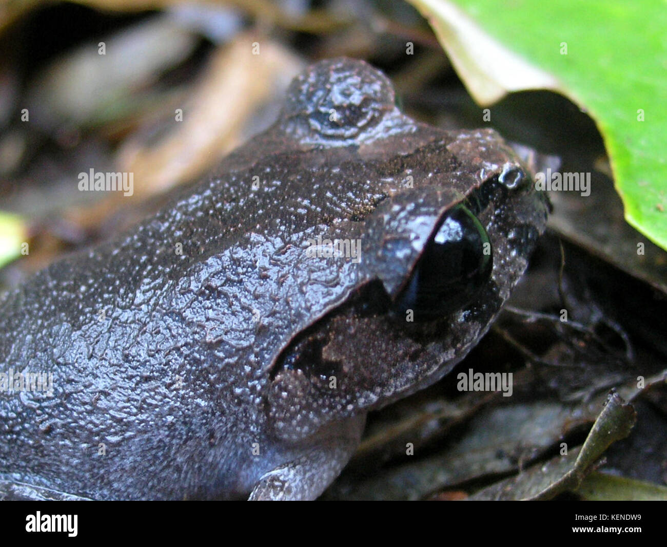 Hasselt's toad head Stock Photo - Alamy