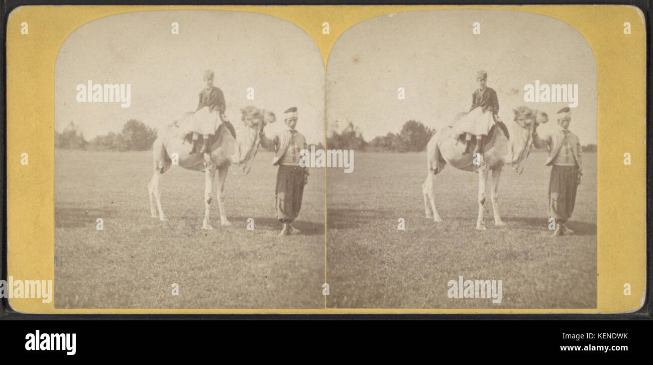 This stereoscopic image of a camel from the Robert N. Dennis collection ...