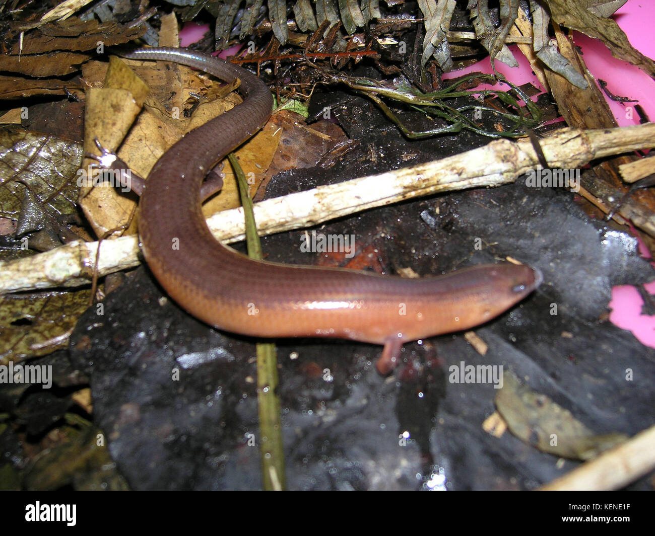 Burrowing skink hi-res stock photography and images - Alamy