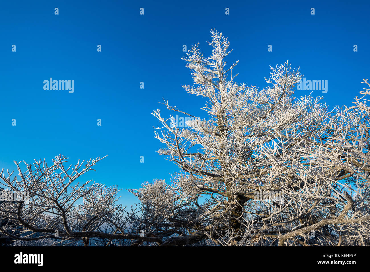 Tree in winter, Deogyusan mountains in South Korea Stock Photo - Alamy