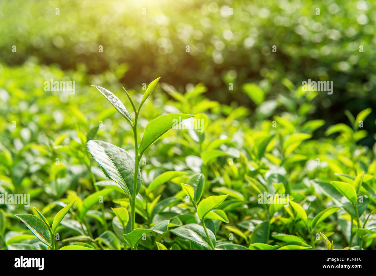 Green tea bud and leaves. Green tea plantations and sunny in morning ...