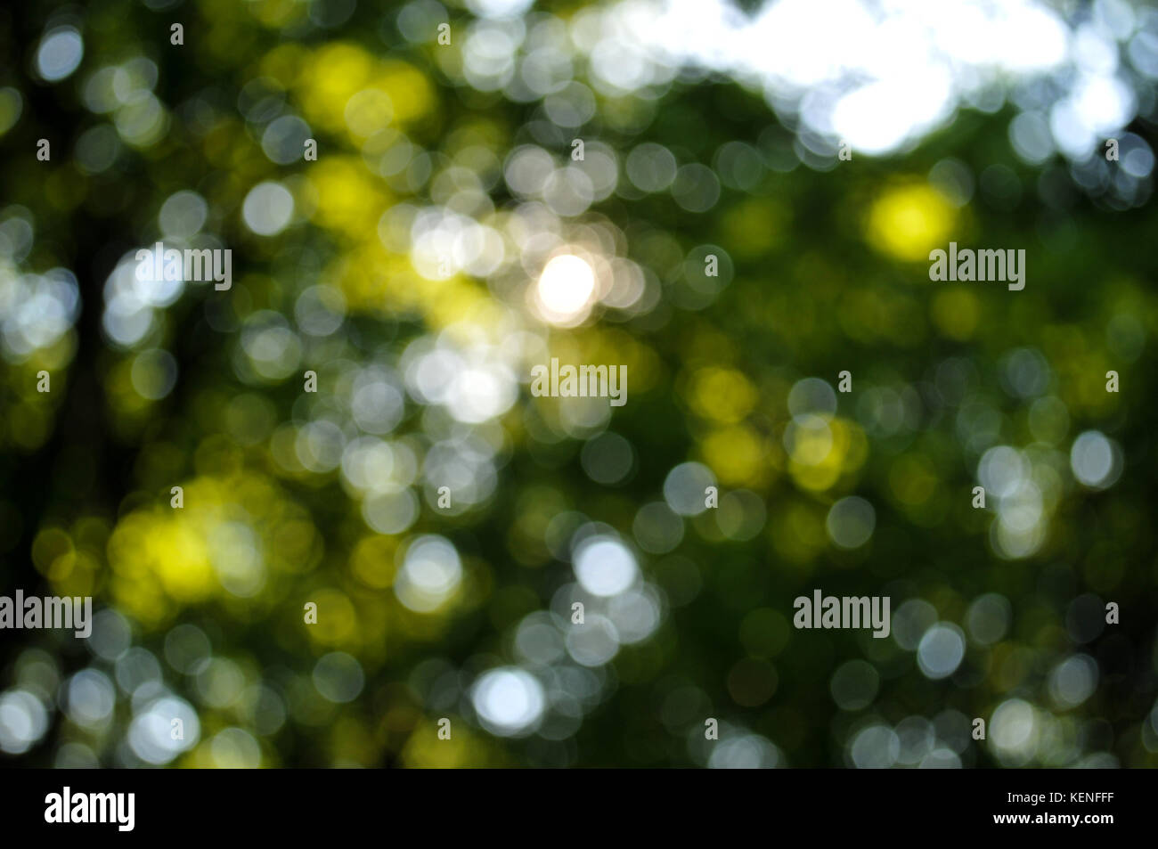 Green treetop hi-res stock photography and images - Alamy