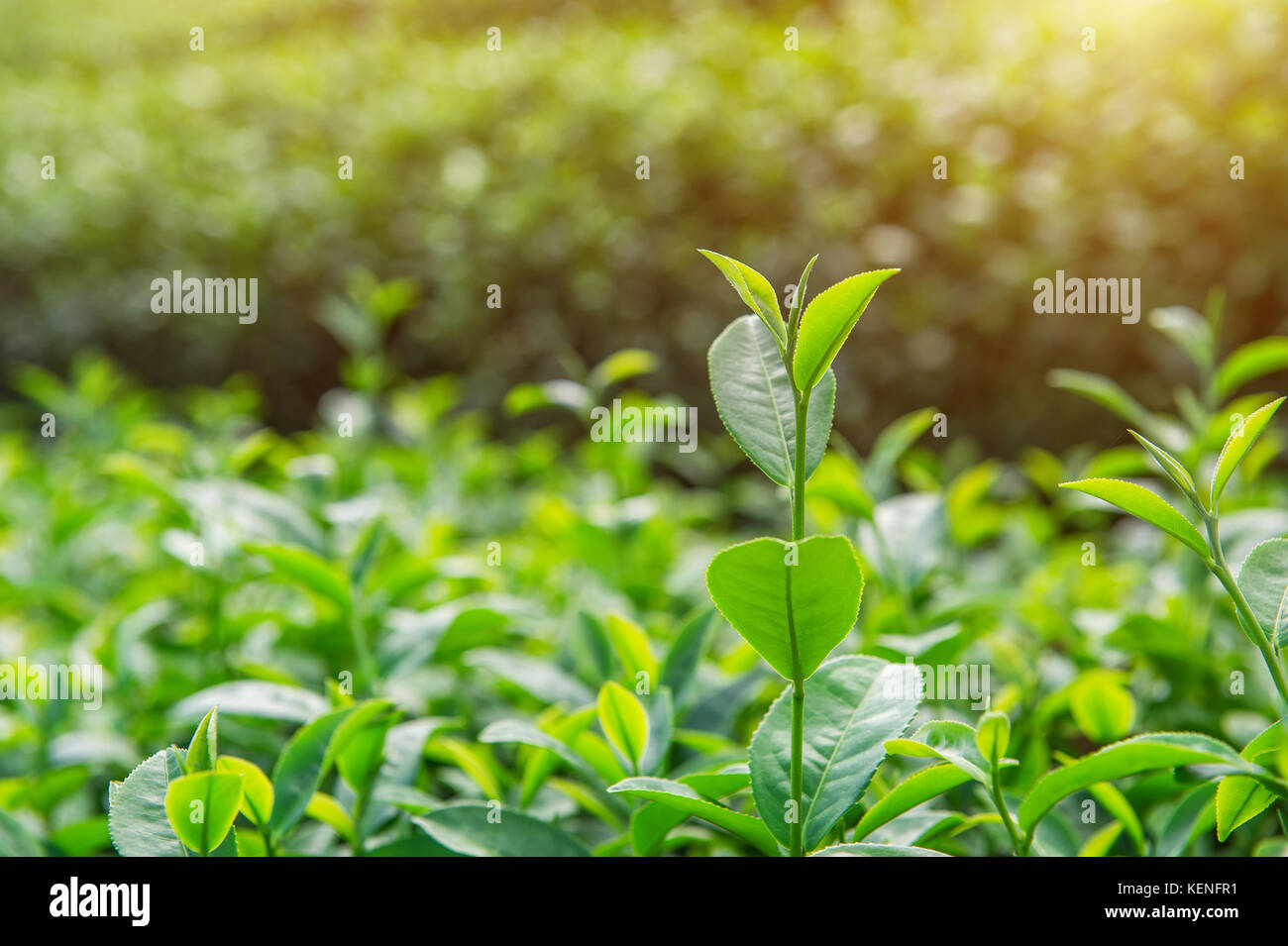 Green tea bud and leaves. Green tea plantations and sunny in morning ...