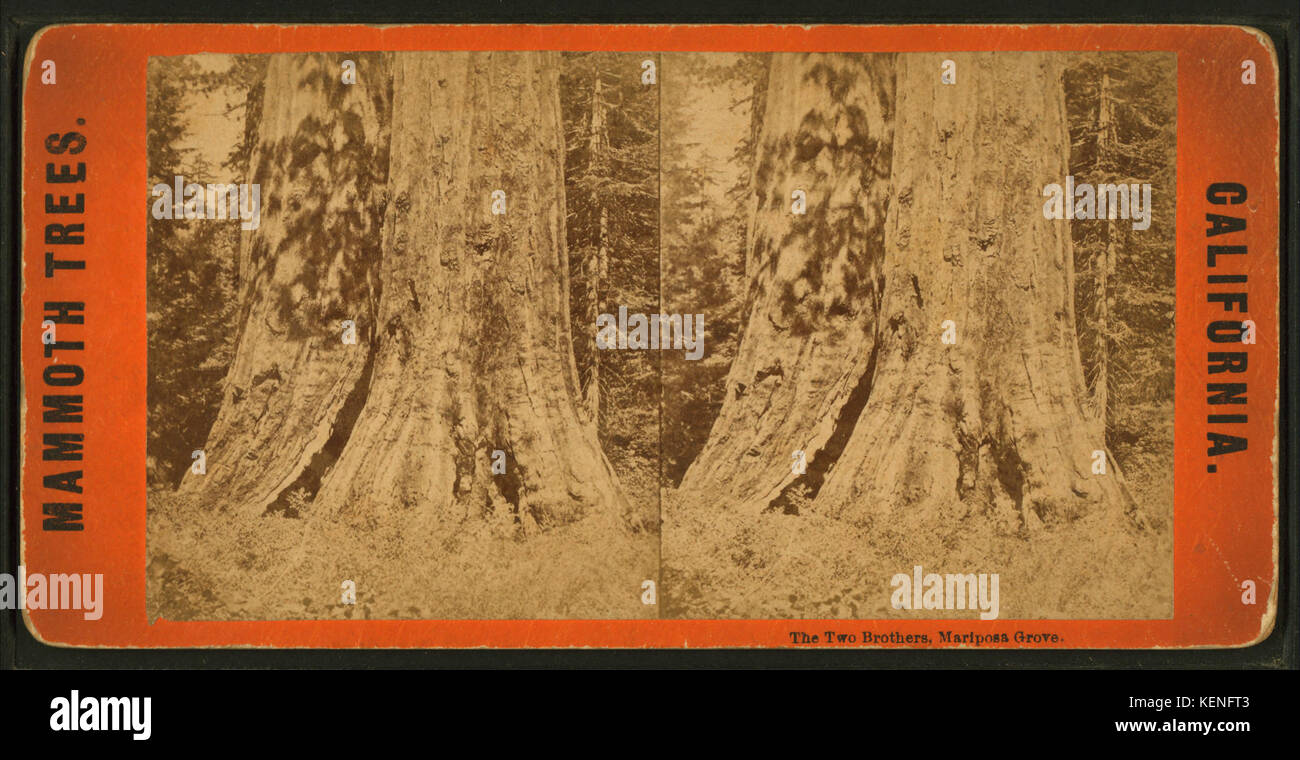 This photo by E. & H.T. Anthony shows the iconic 'Two Brothers' sequoia ...