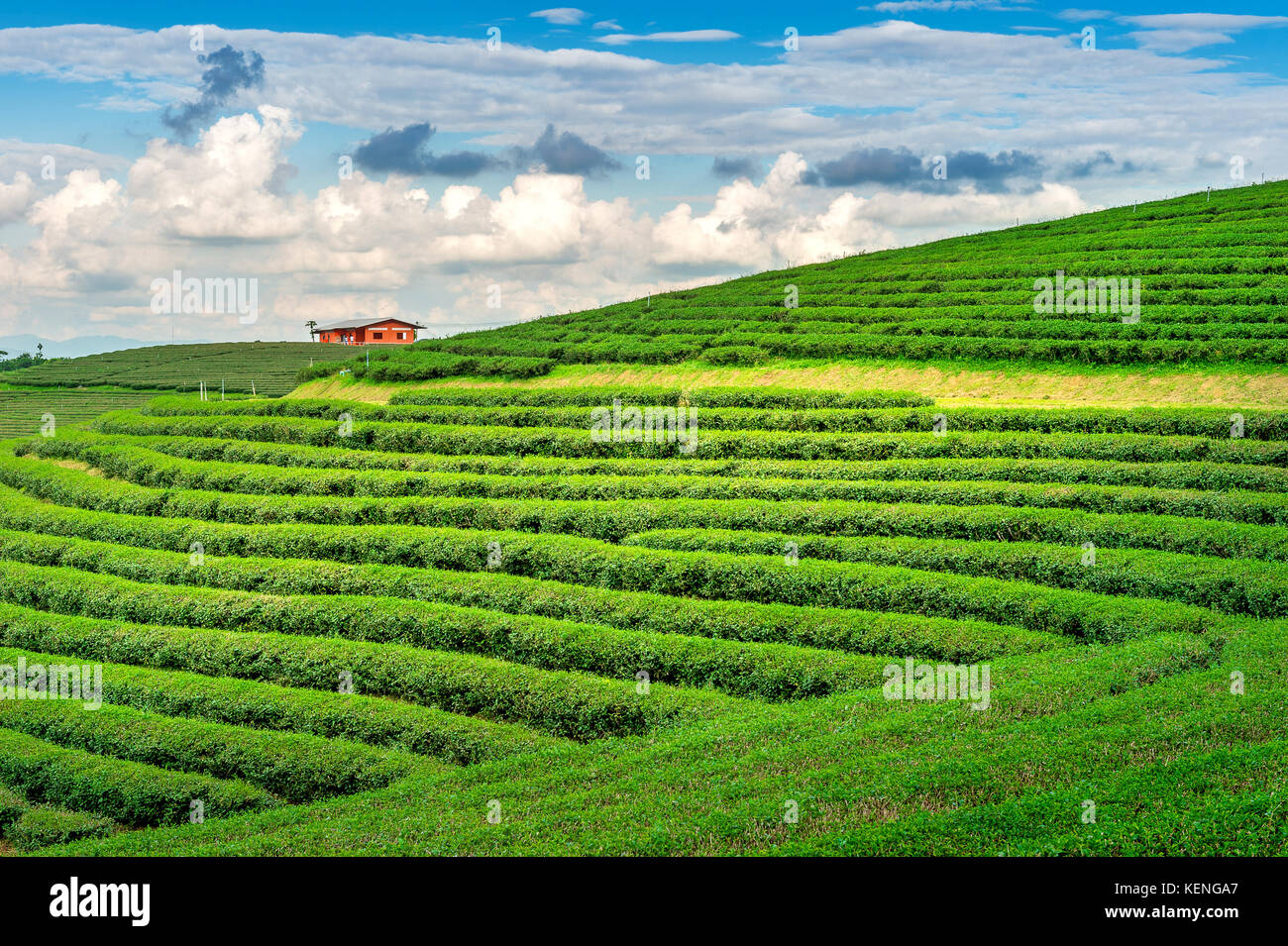 Green tea bud and leaves. Green tea plantations in morning. Nature ...